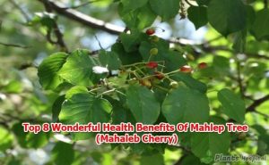 Prunus Mahaleb Tree (Mahaleb Cherry) Health Benefits