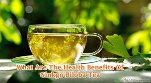How To Use Ginkgo Biloba? Benefits Of Ginkgo Biloba Tea