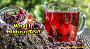 Hibiscus Tea: Health Benefits, Uses & Warnings (Hibiscus Sabdariffa)