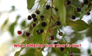 Prunus Mahaleb Tree (Mahaleb Cherry) Health Benefits