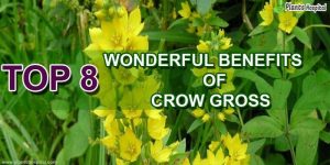 Top 8 Wonderful Benefits Of Crow Grass