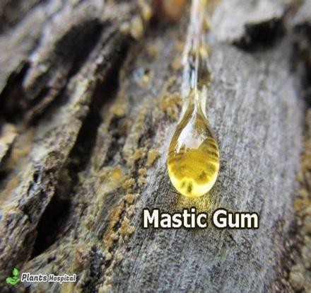 Practical Information About Mastic Gum