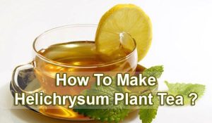 16 Amazing Health Benefits Of Helichrysum Plant (Curry Plant)