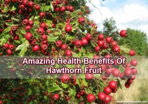 The Incredible Health Benefits Of Hawthorn Plant And Hawthorn Friut