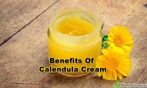 The Wonderful Health Benefits Of Calendula & Calendula Cream & Tea