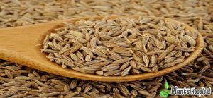 10 Wonderful Health Benefits of Cumin + Nutrition Profile