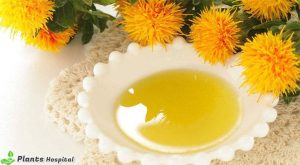 Safflower Oil: Health Benefits, Uses, Interactions, Dosage, and Warning