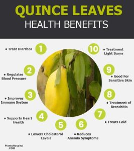Quince Leaves: Health Benefits, Uses, Side Effects And Recommendation