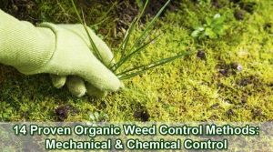 14 Proven Organic Weed Control Methods: Mechanical & Chemical Control