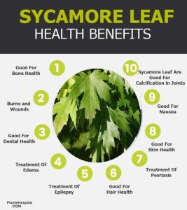 Sycamore Leaf: Health Benefits, Uses, Recipes And More (Plane Leaves)
