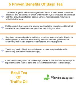 15 Powerful Health Benefits Of Basil Tea: Uses, Nutrition & How to Brew?