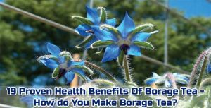 19 Proven Health Benefits Of Borage Tea - How do You Make Borage Tea?