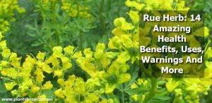 Rue Herb: 14 Amazing Health Benefits, Uses, Warnings And More