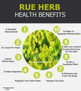Rue Herb: 14 Amazing Health Benefits, Uses, Warnings And More