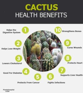 11 Incredible Health Benefits Of Cactus: Uses, Warnings And More