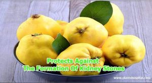 Quince: The Best Health Benefits, Nutrition, Uses, Warnings And More