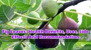 Fig Leaves: Health Benefits, Uses, Side Effects And Recommendation