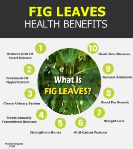Fig Leaves: Health Benefits, Uses, Side Effects And Recommendation
