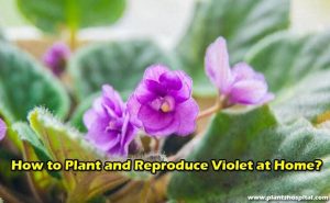 11 Tips For Violet Care: How To Plant, Reproduce, Watering