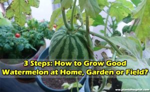 9 Easy Ways to Grow Watermelons: Watering & Planting (Step to Step)
