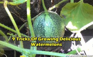 9 Easy Ways to Grow Watermelons: Watering & Planting (Step to Step)