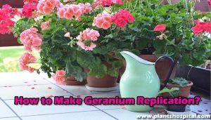 Geranium: How To Grow? How To Care? Geraniums Watering Techniques