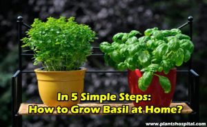5 Easy Ways: How to Grow Basil at Home? How To Care? How to Plant?