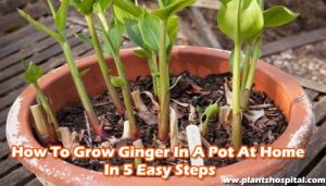 How To Grow Ginger In A Pot At Home In 5 Easy Steps: Planting & Care