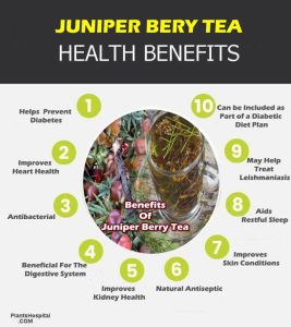 Juniper Berry Tea: Top 11 Health Benefits, Uses & Warnings (With Video)