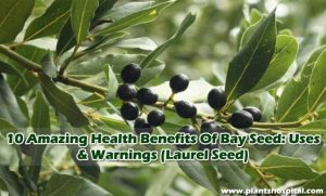 10 Amazing Health Benefits Of Bay Seed: Uses & Warnings (Laurel Seed)