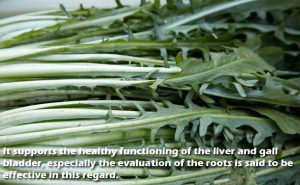 15 Proven Health Benefits Of Chicory: How to Use? Growing & Warnings